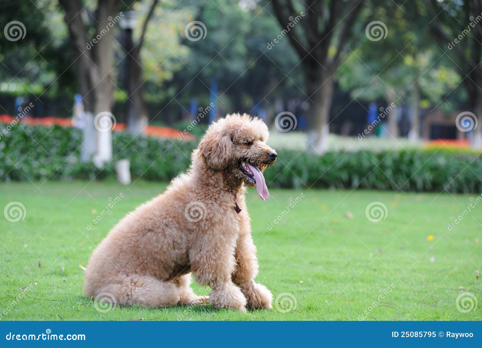 Poodle dog sitting stock image. Image of animal, canine - 25085795