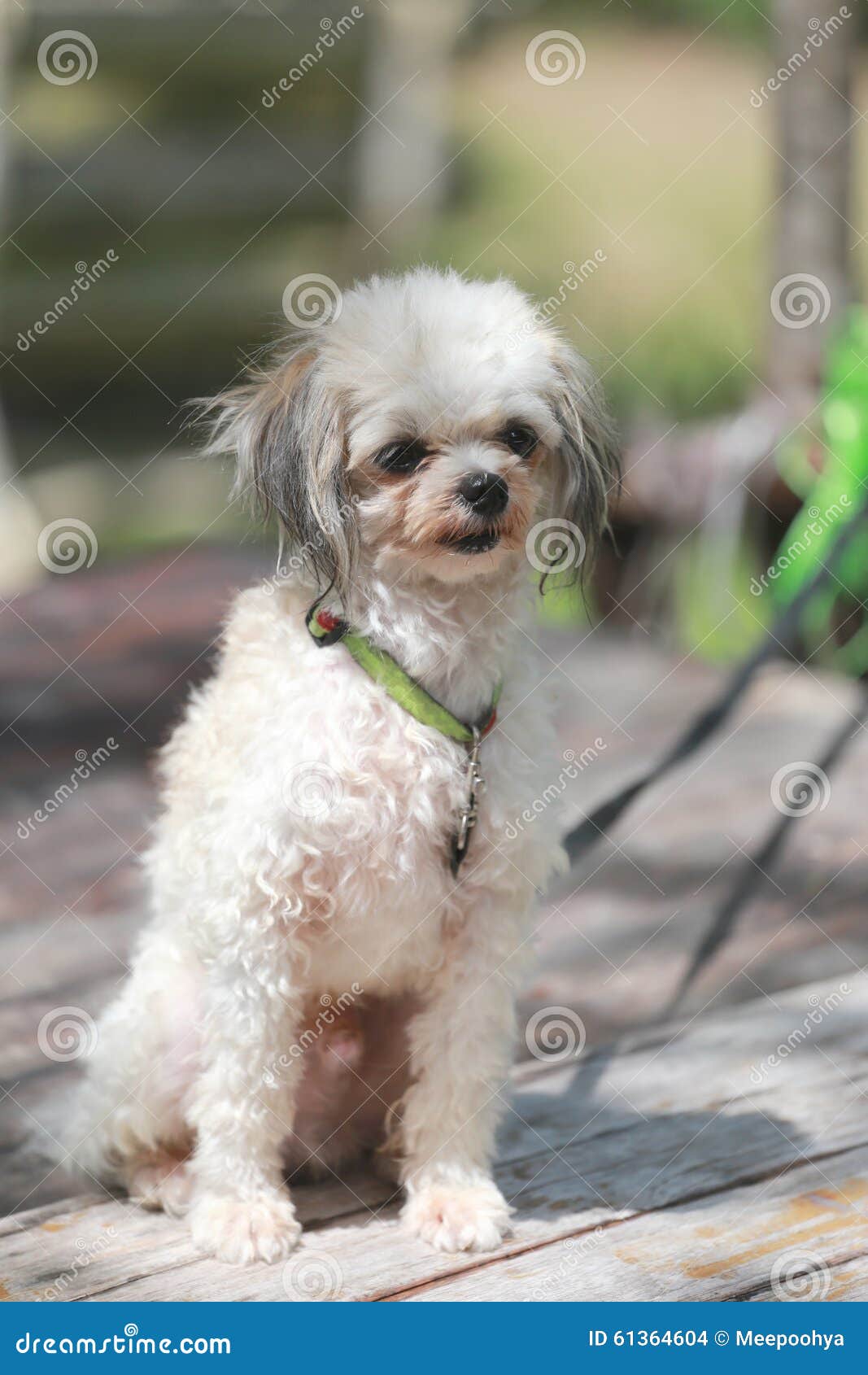 Poodle dog sitting. stock photo. Image of enjoyment, animal - 61364604