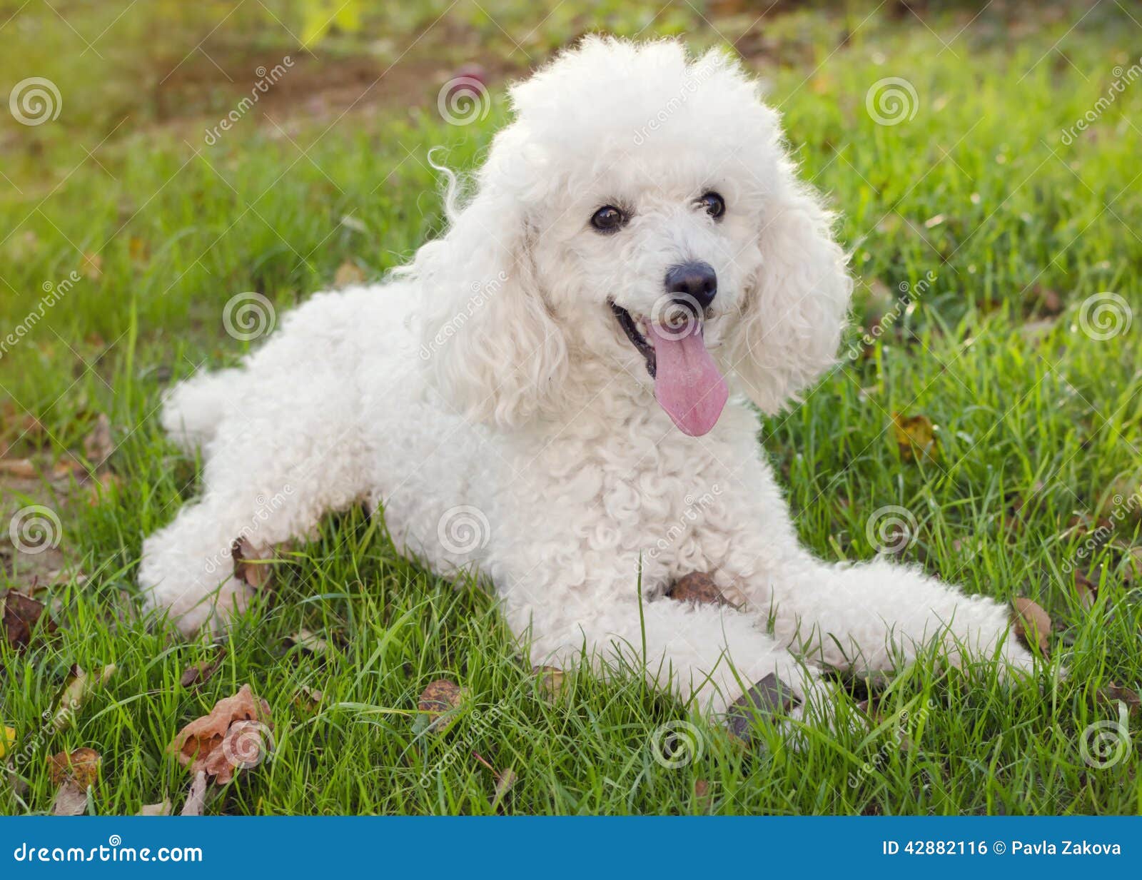 Poodle dog stock photo. Image of grass, beautiful, friend - 42882116