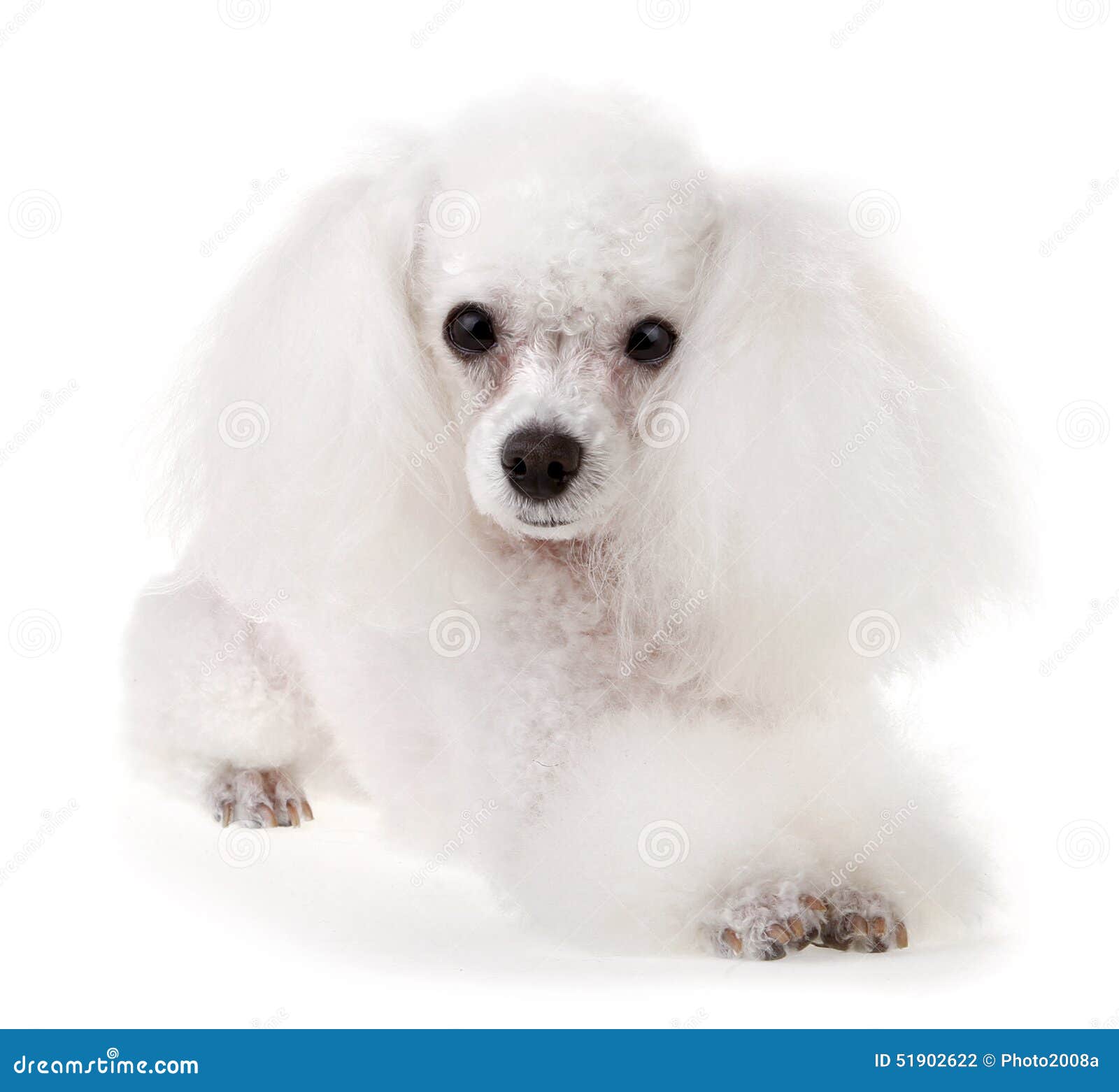 Poodle Dog stock photo. Image of fluffy, animal, doggy - 51902622