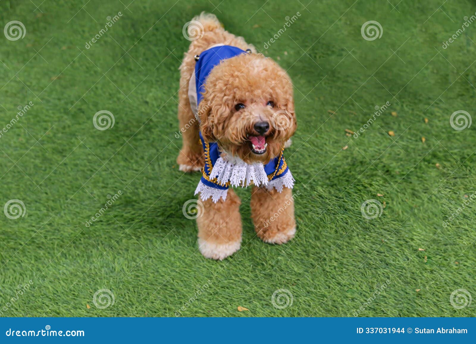 Poodle Dressed As a Prince is Very Cute Stock Photo - Image of beauty ...