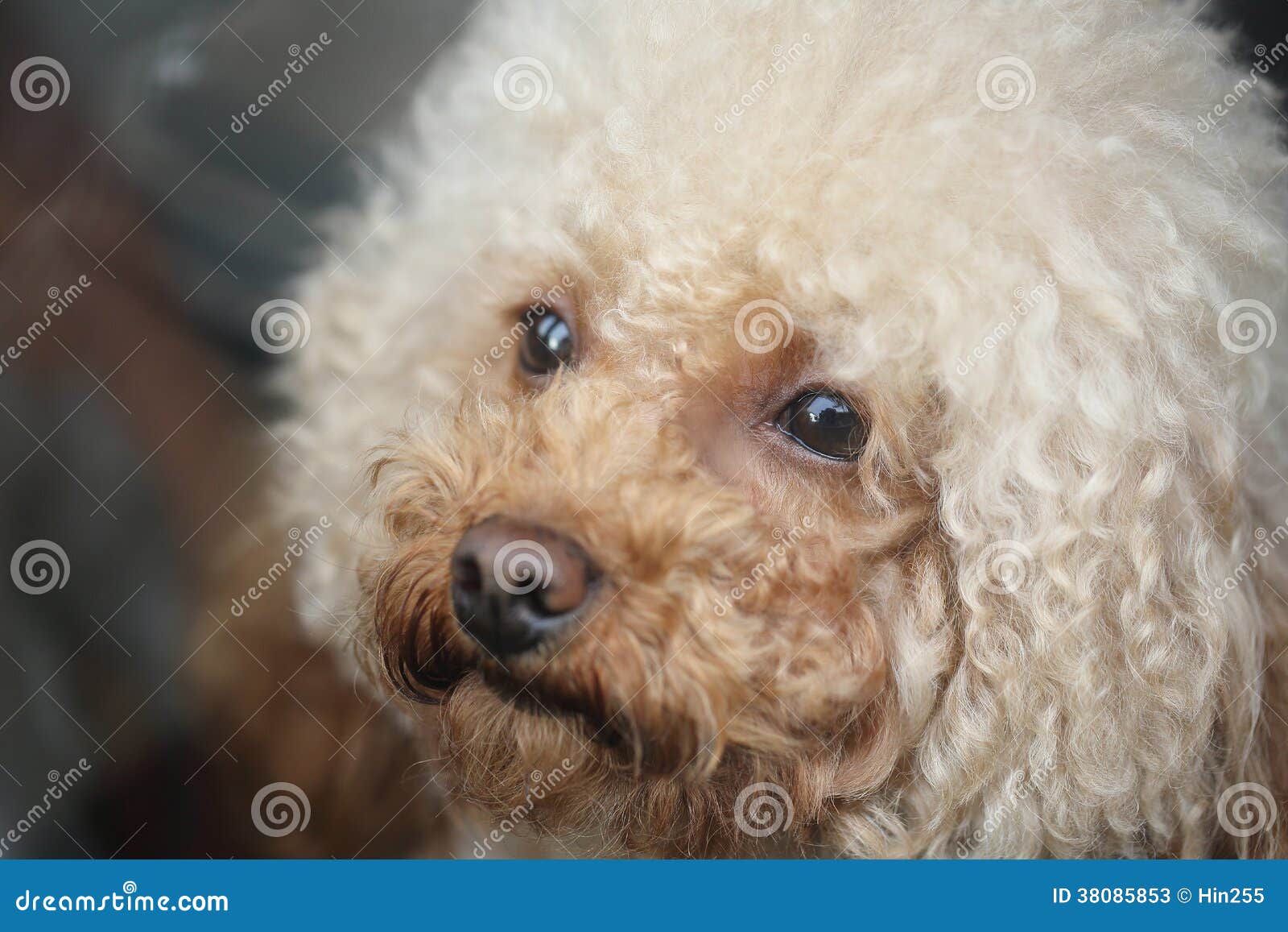 Poodle face stock image. Image of friend, posing, poodle - 38085853