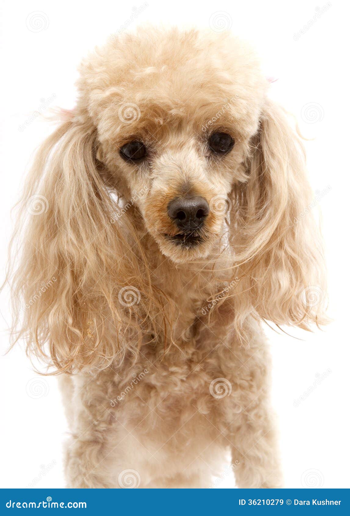 Poodle Face stock image. Image of cute, portrait, white - 36210279
