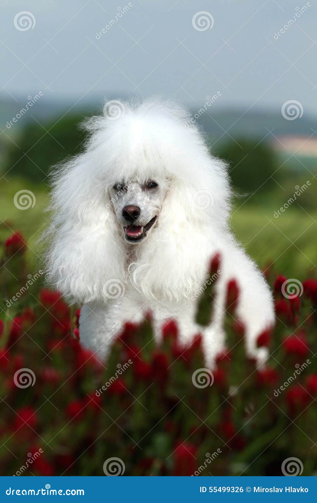 Poodle in field stock photo. Image of poodle, animal - 55499326