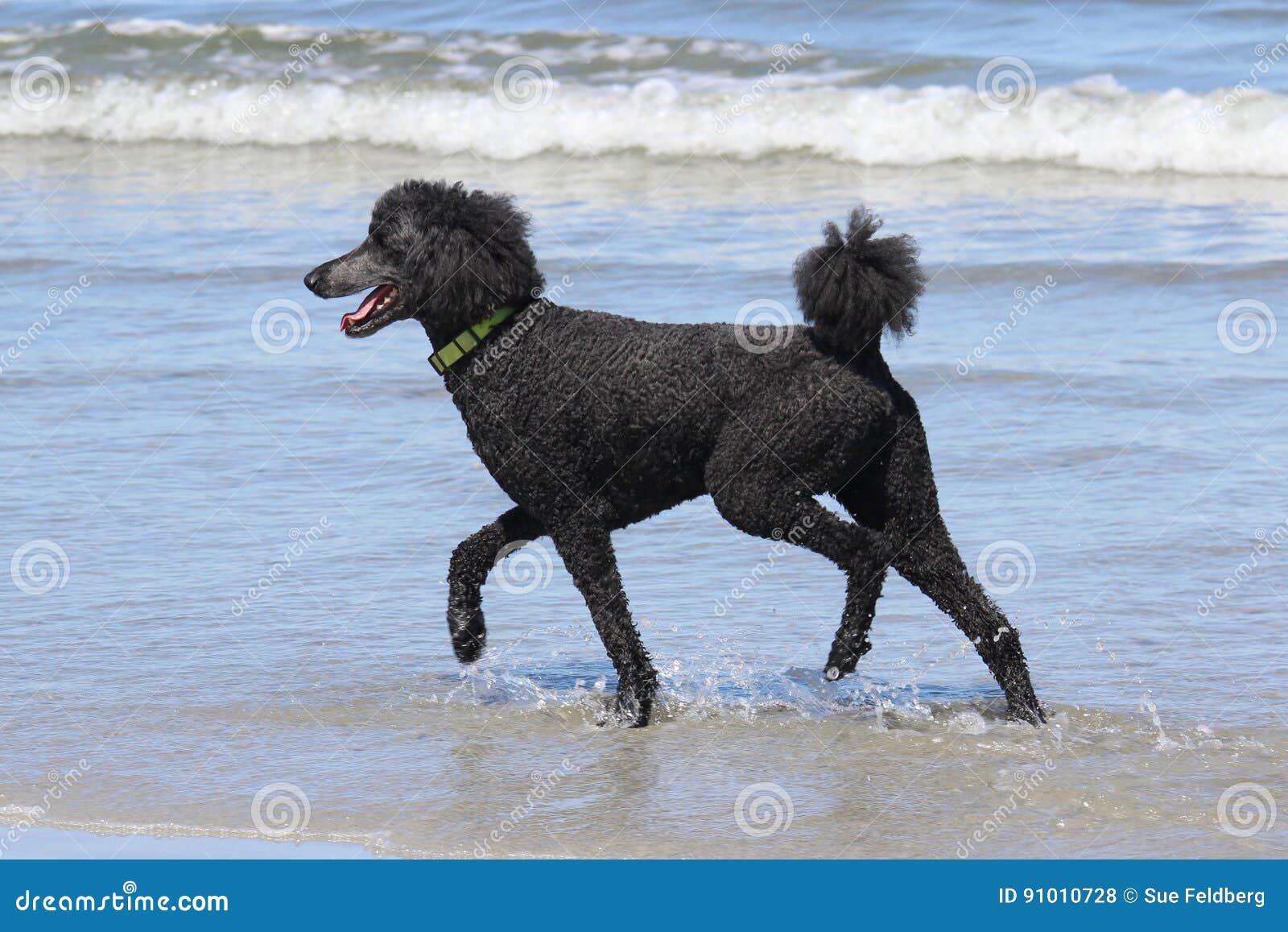 Poodle Fun stock photo. Image of ball, active, playful - 91010728