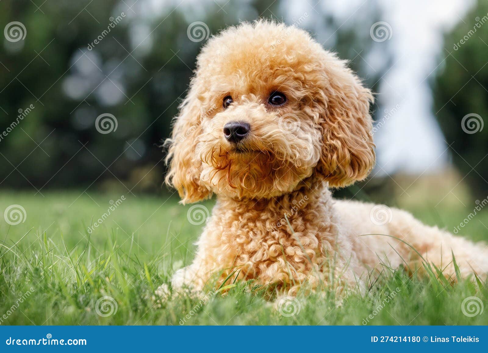 Poodle on the Grass. Dog in Nature. Dog of the Poodle Breed Stock Photo ...