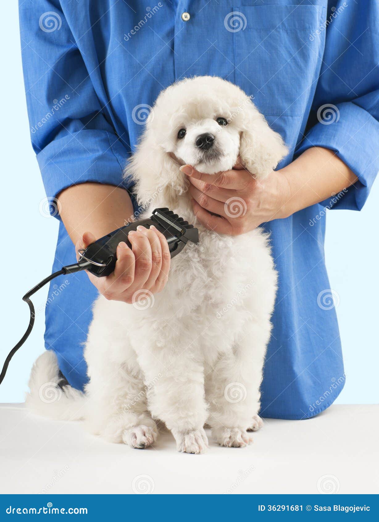 Poodle grooming stock image. Image of care, pampering - 36291681
