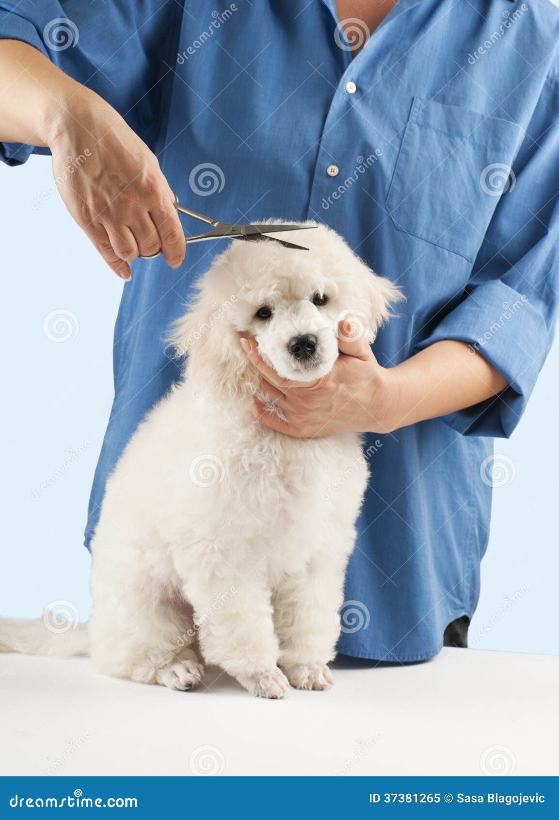 Poodle grooming stock image. Image of brushes, groomer - 37381265