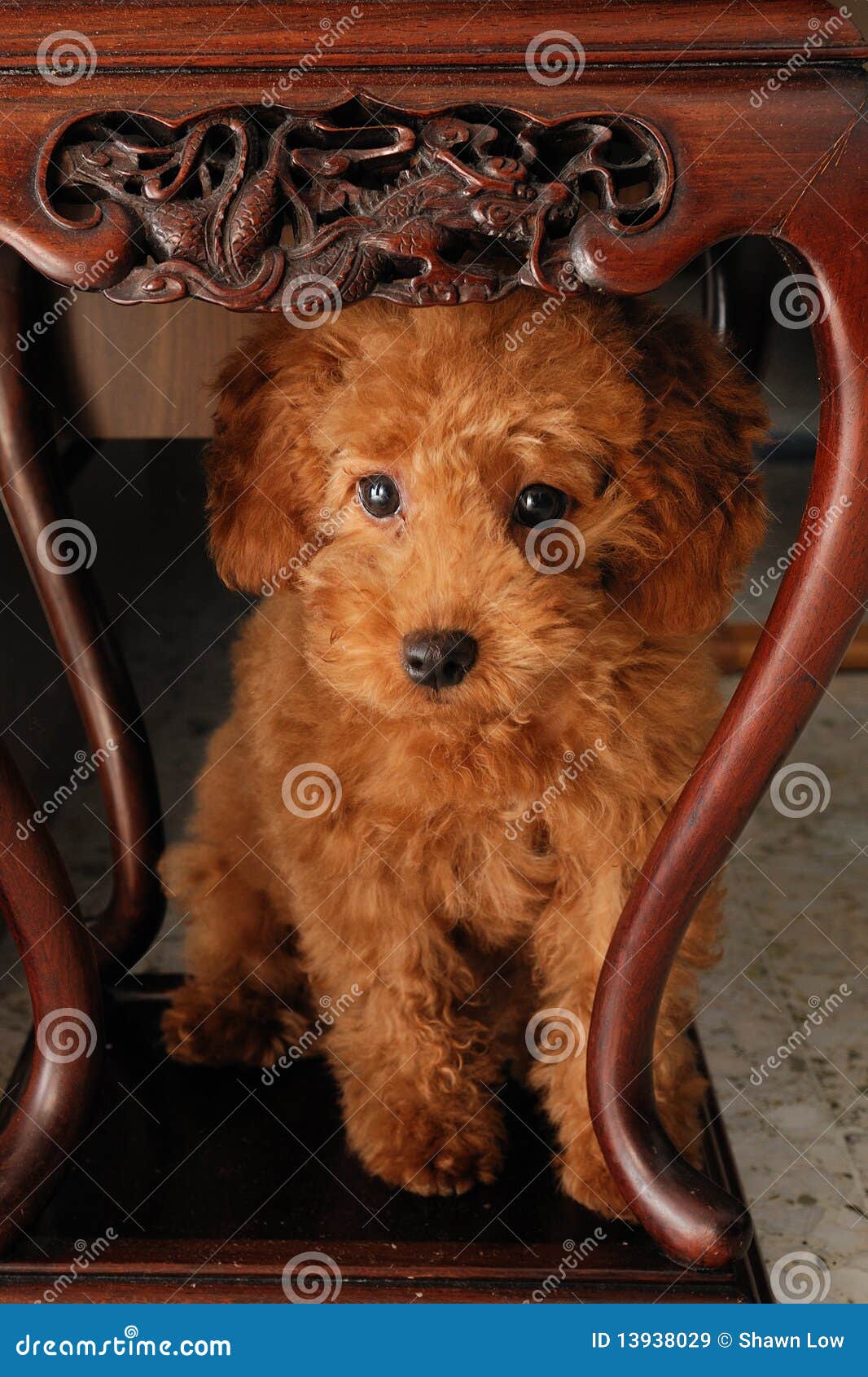 Poodle in Hiding stock image. Image of fear, puppy, scared - 13938029