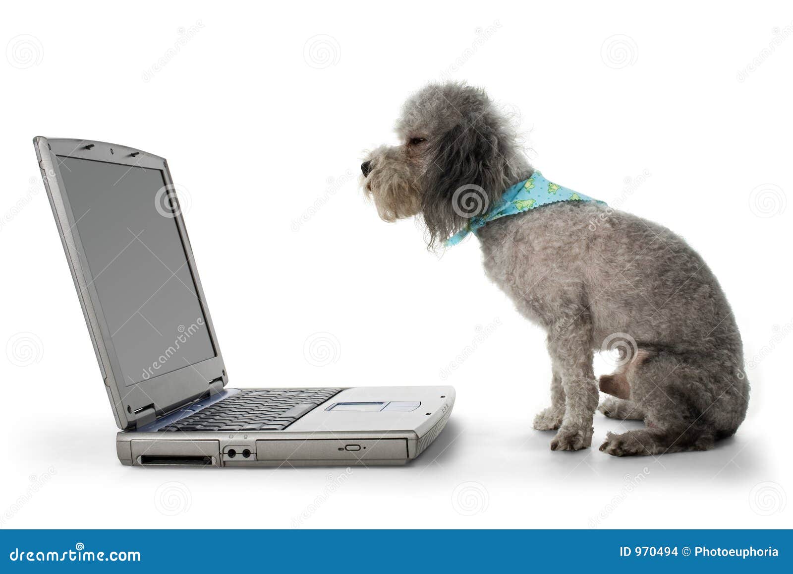 Poodle and Laptop stock photo. Image of laptop, canine - 970494