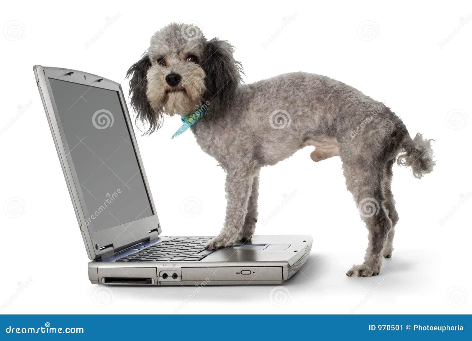 Poodle and Laptop stock image. Image of silver, laptop - 970501
