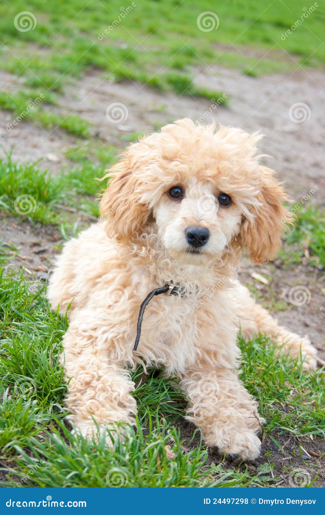 Poodle laying on grass stock photo. Image of enjoying - 24497298
