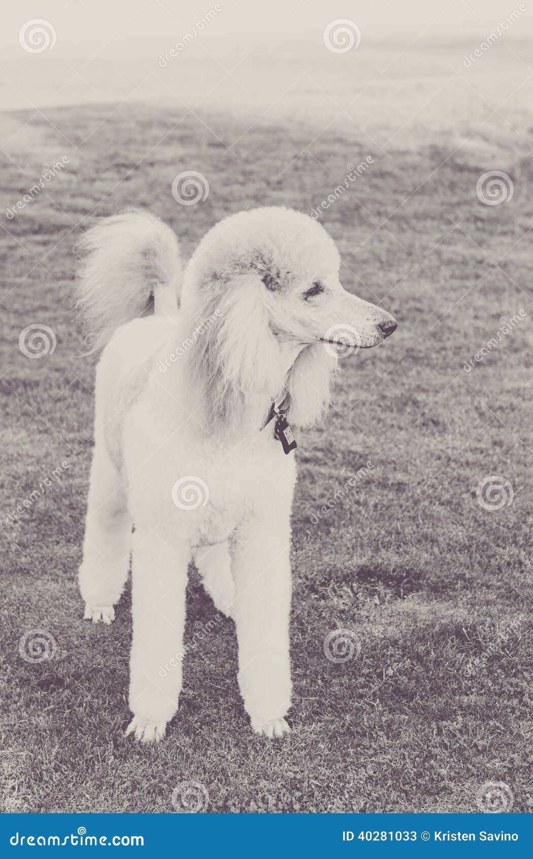 Poodle stock image. Image of poodle, sunny, white, nice - 40281033