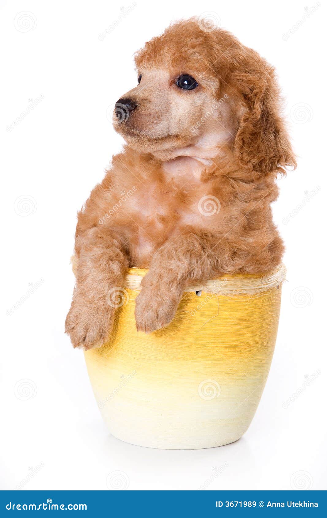 Poodle Medium puppy stock image. Image of doggy, whelp - 3671989