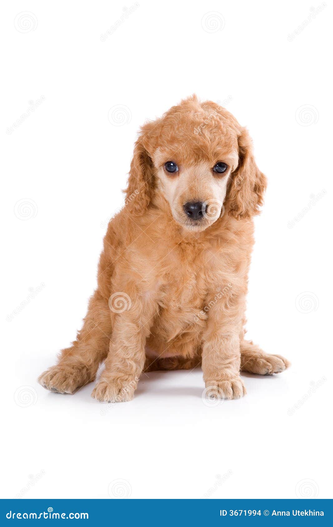 Poodle Medium puppy stock photo. Image of poodle, doggy - 3671994