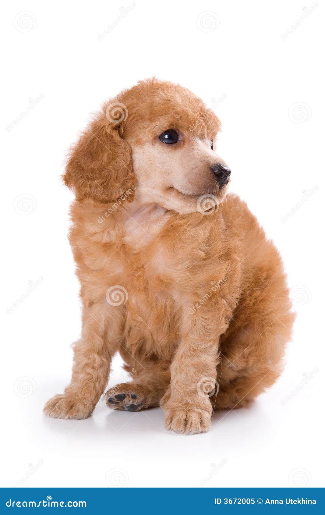 Poodle Medium puppy stock image. Image of poodle, domestic - 3672005