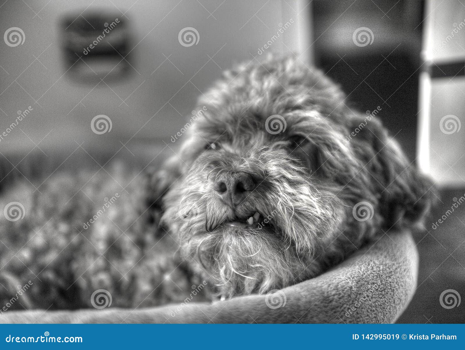 Terrier Poodle Mix Black And White