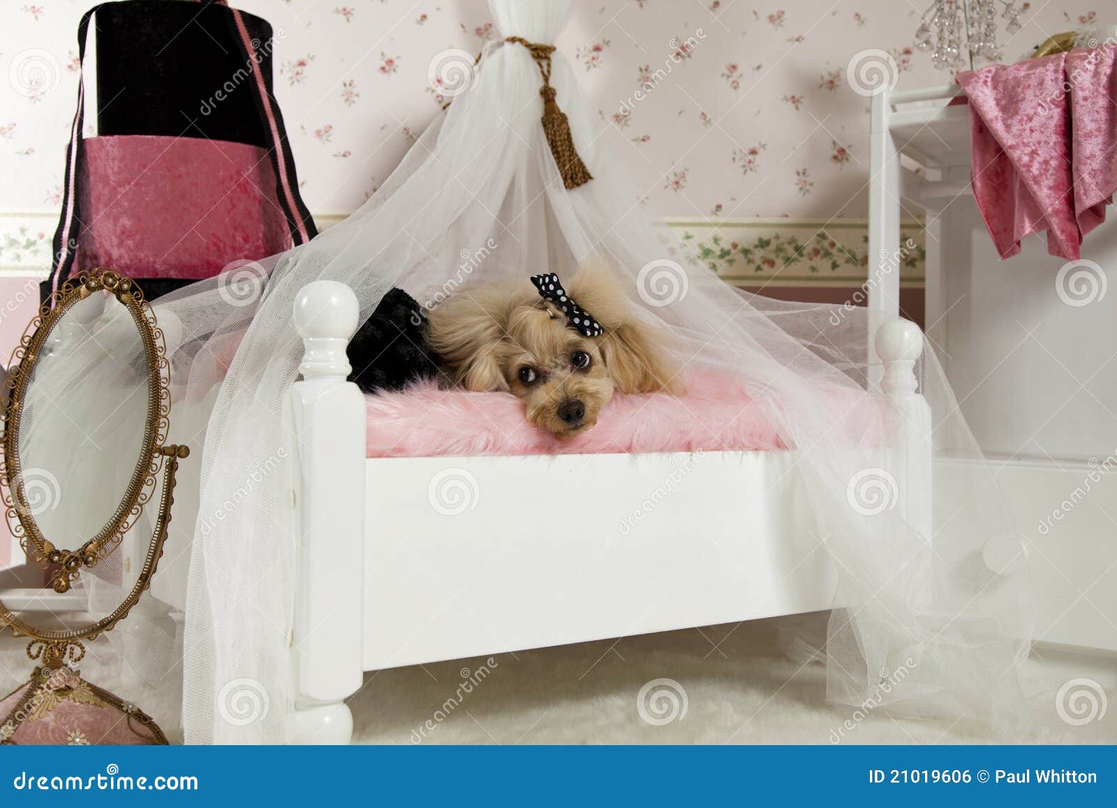 Poodle palace stock photo. Image of purebred, cute, comfortable - 21019606