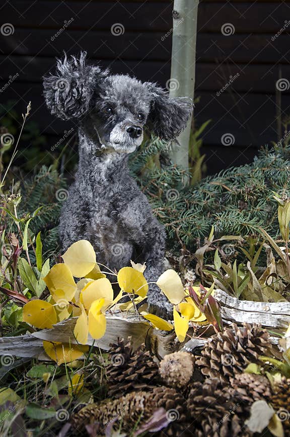 Poodle with pine cones stock image. Image of outdoors - 27257441