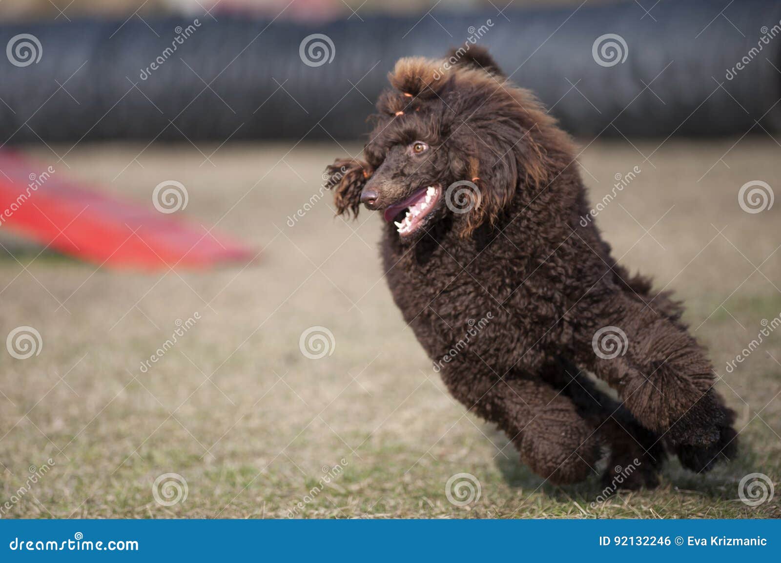Poodle stock photo. Image of nature, fast, beautiful - 92132246