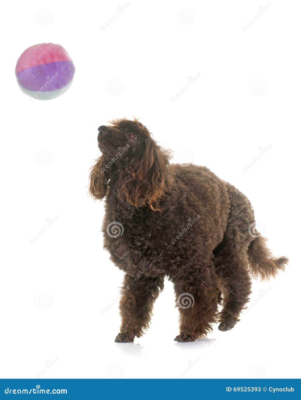 Poodle playing with a ball stock image. Image of biting - 69525393