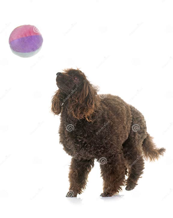 Poodle playing with a ball stock image. Image of biting - 69525393