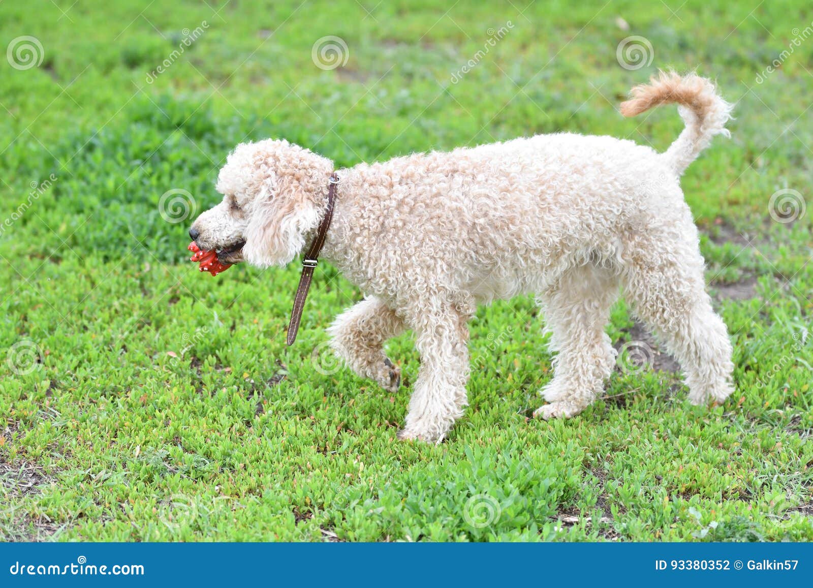Poodle playing with ball stock photo. Image of nature - 93380352
