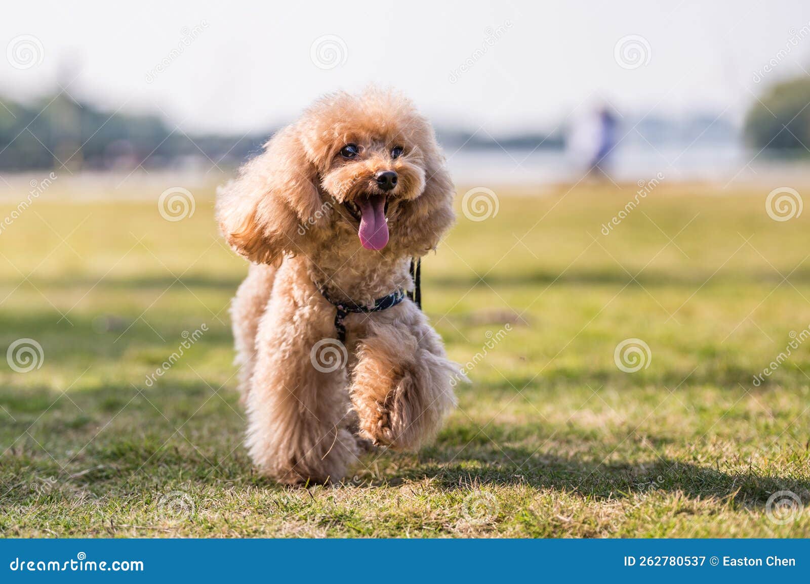 Poodle Playing in the Grass Stock Image - Image of walk, cute: 262780537