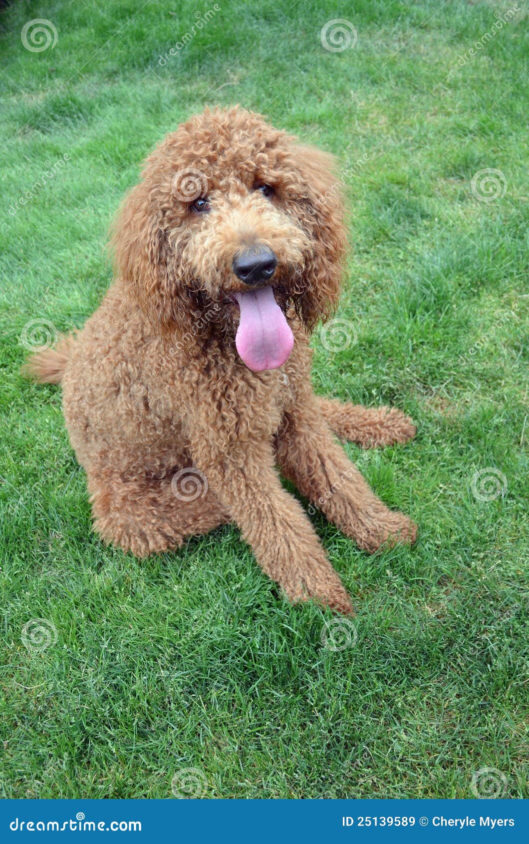 Poodle Portrait stock image. Image of resting, grass - 25139589