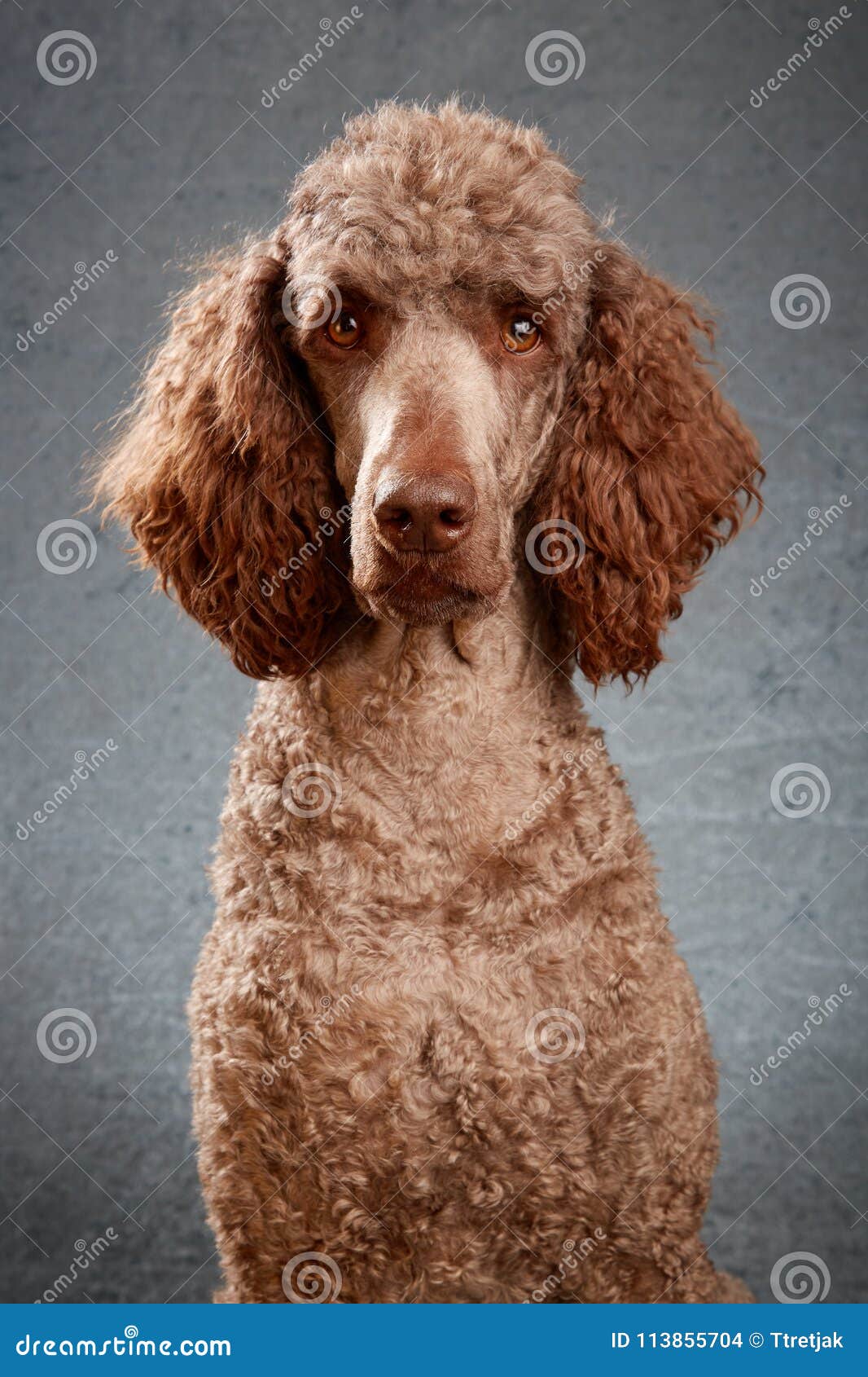 Poodle Portrait in Studio stock photo. Image of animal - 113855704