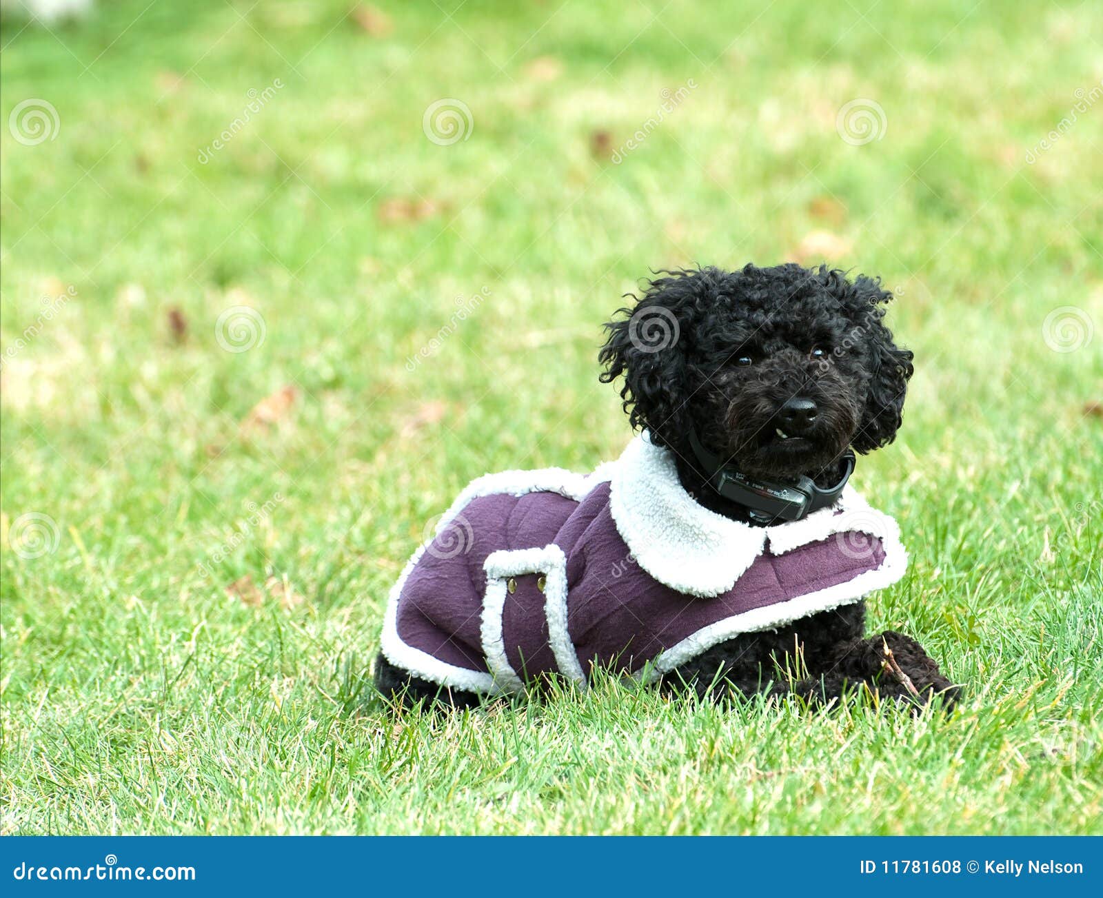 Poodle pup. stock photo. Image of purple, autumn, miniature - 11781608
