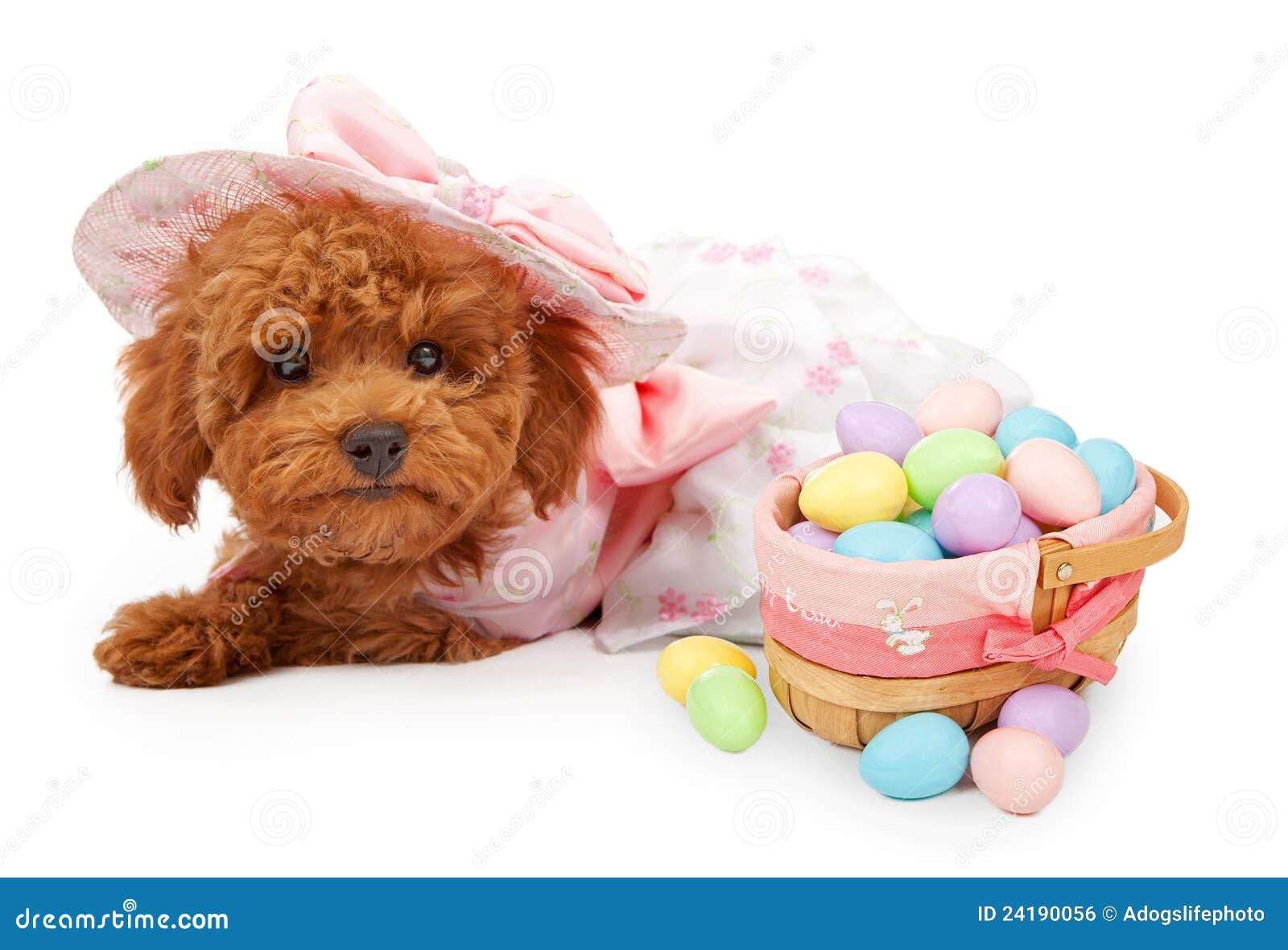 Poodle Puppy with Basket of Easter Eggs Stock Photo - Image of family ...
