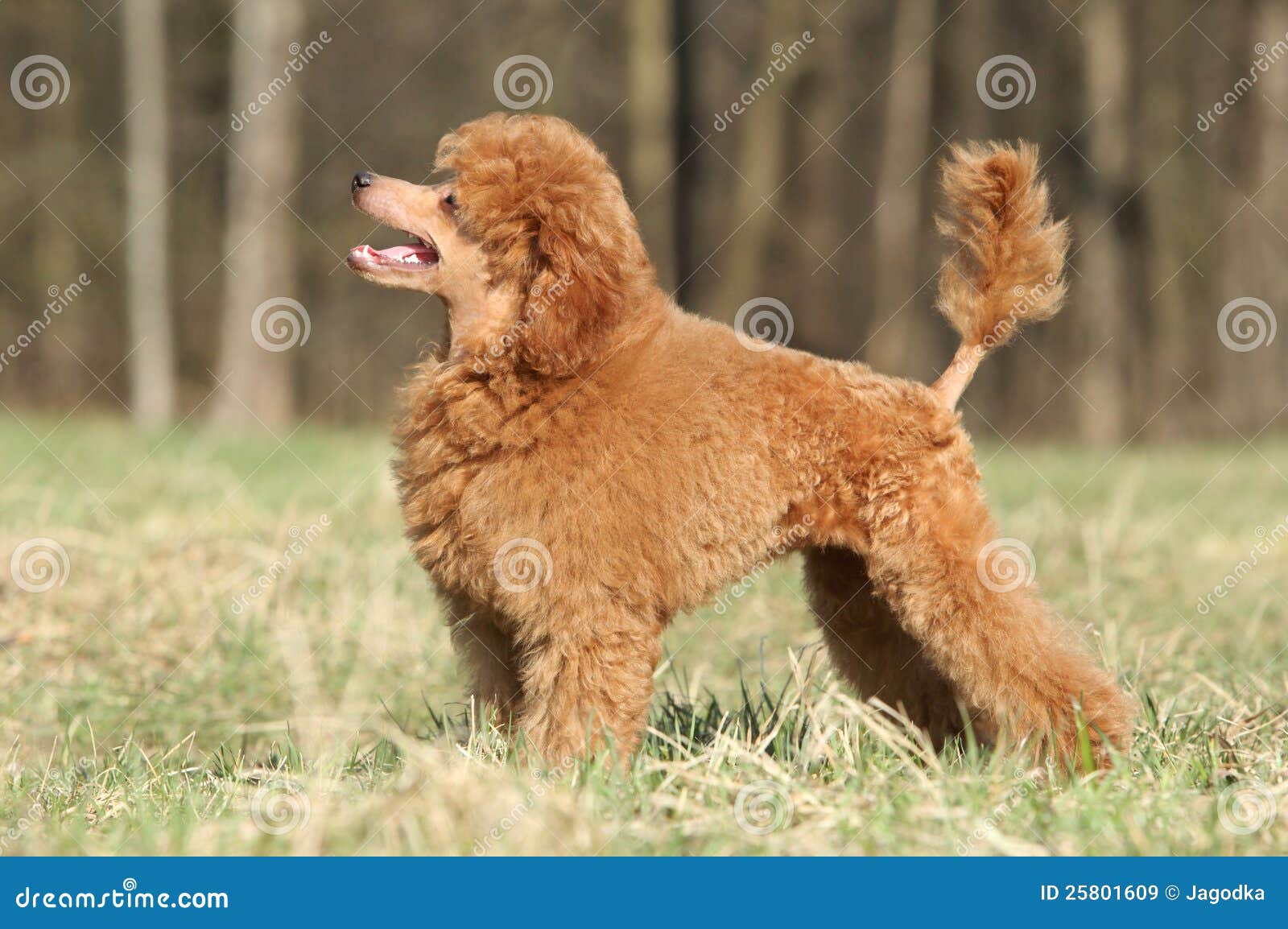 Poodle Puppy on Green Grass Stock Image - Image of whelp, poodle: 25801609