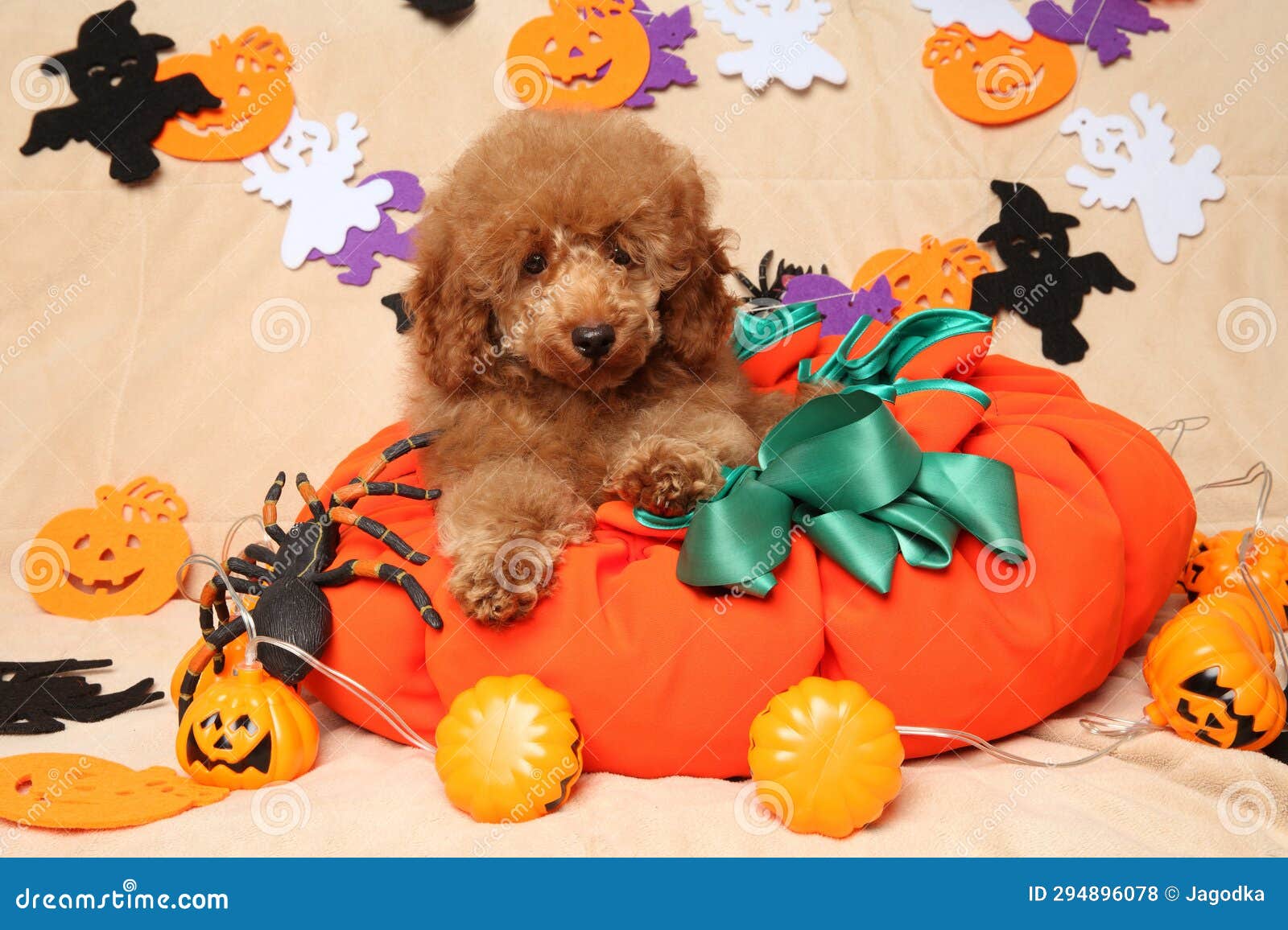 Poodle Puppy in a Pumpkin-shaped Pillow Stock Photo - Image of scary ...