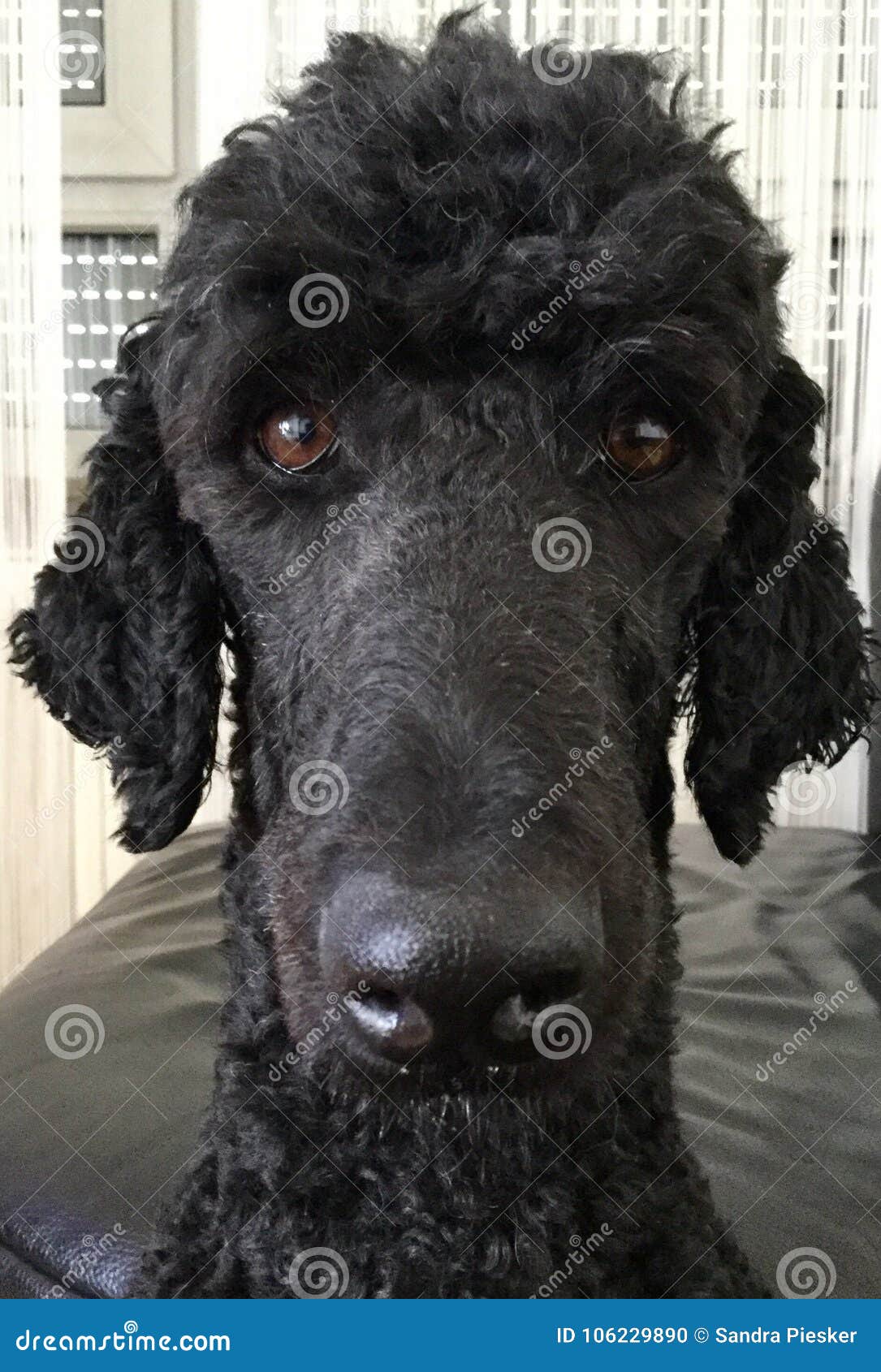 Poodle serious stock photo. Image of laughter, poodle - 106229890