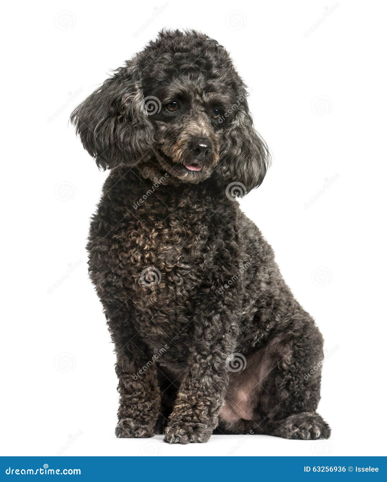Poodle sitting stock photo. Image of vertebrate, white - 63256936