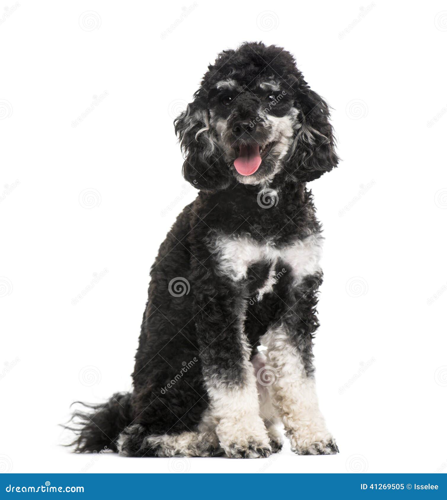 Poodle stock image. Image of poodle, panting, tongue - 41269505