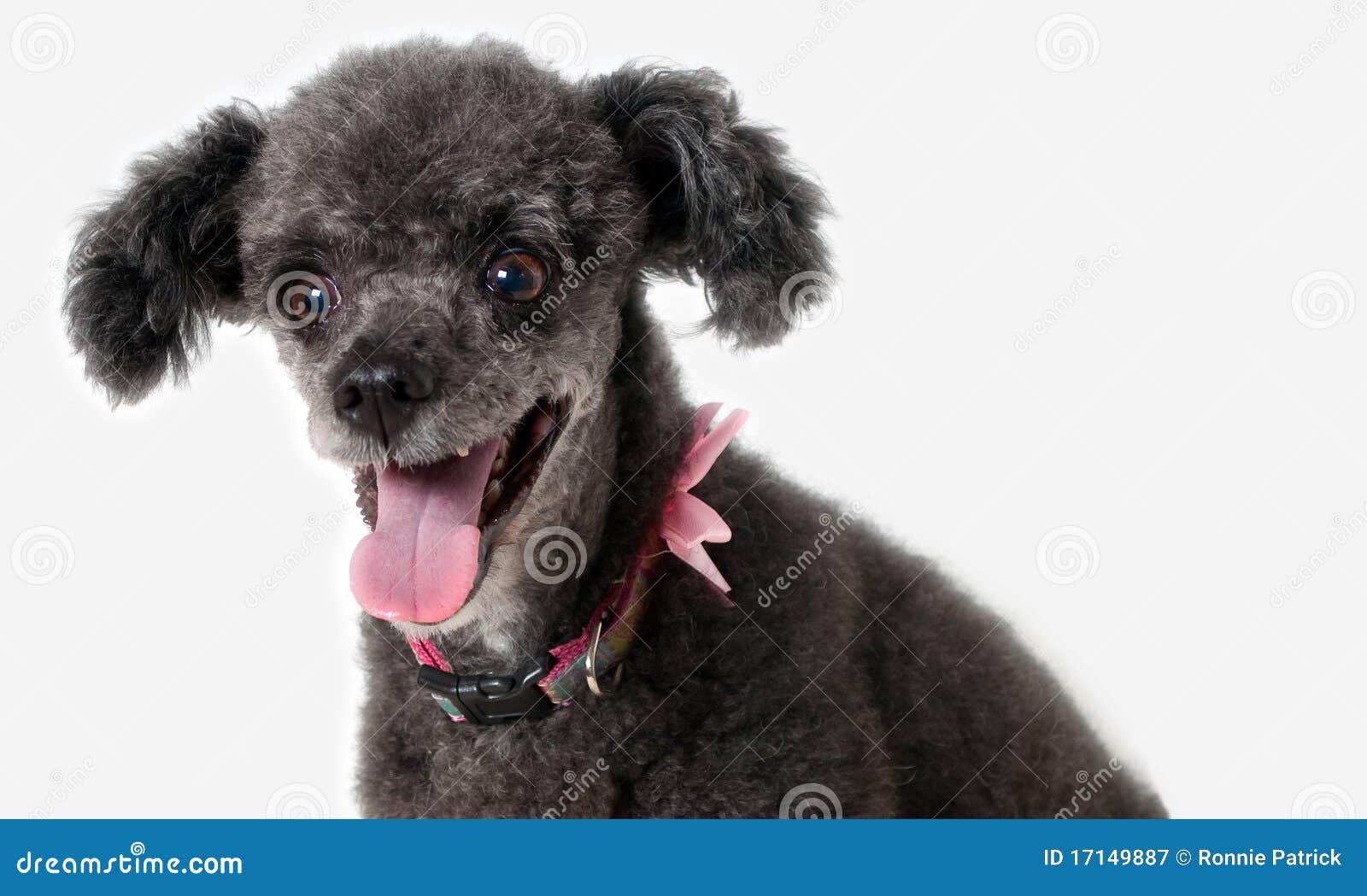 Poodle smiling stock image. Image of focused, eyes, poodle - 17149887