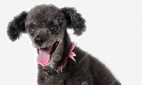 Poodle smiling stock image. Image of focused, eyes, poodle - 17149887