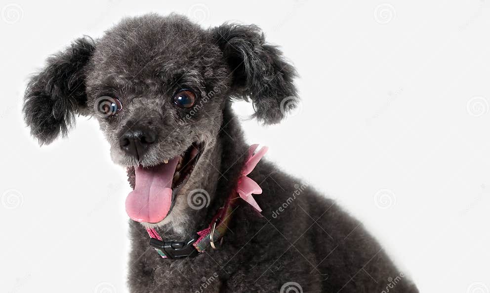Poodle smiling stock image. Image of focused, eyes, poodle - 17149887
