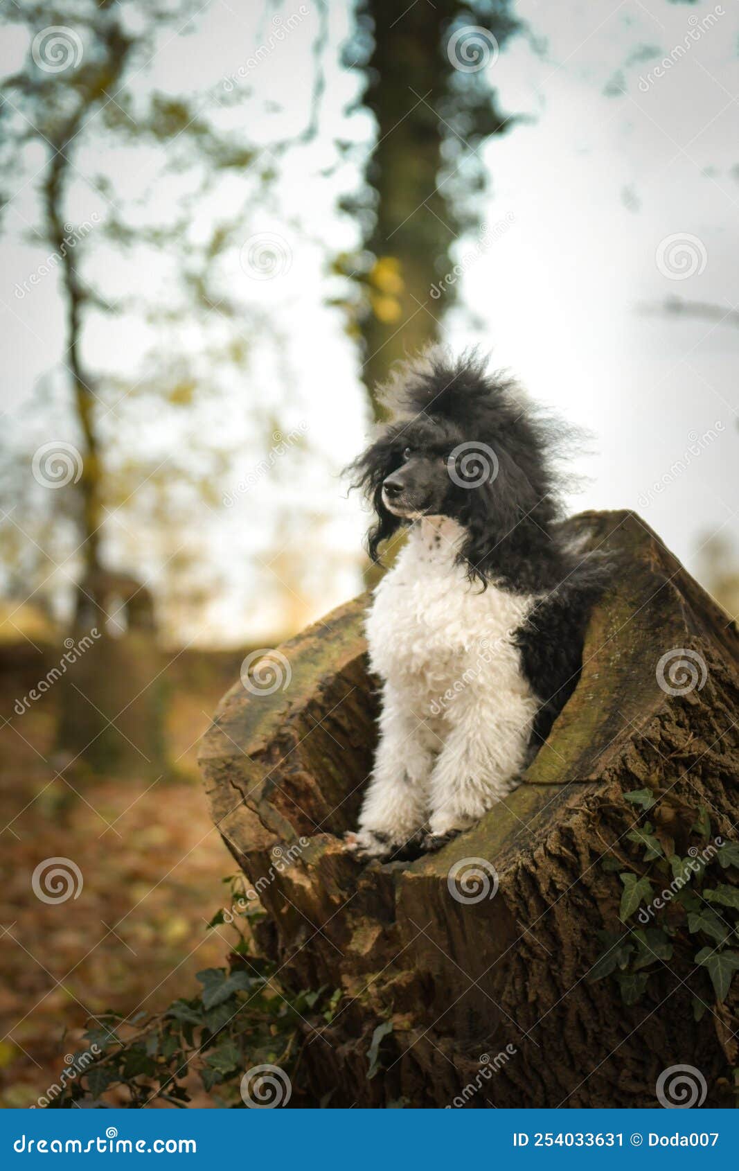 Poodle is Standing on the Log in Forest. Stock Image - Image of collie ...