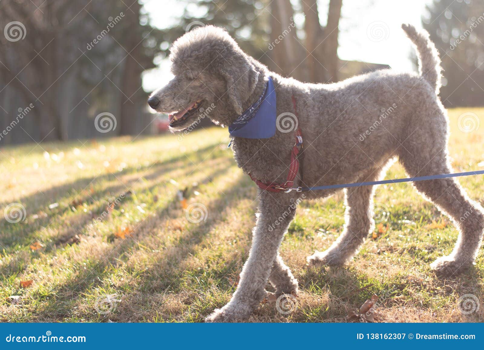 Poodle walking stock image. Image of indiana, leash - 138162307