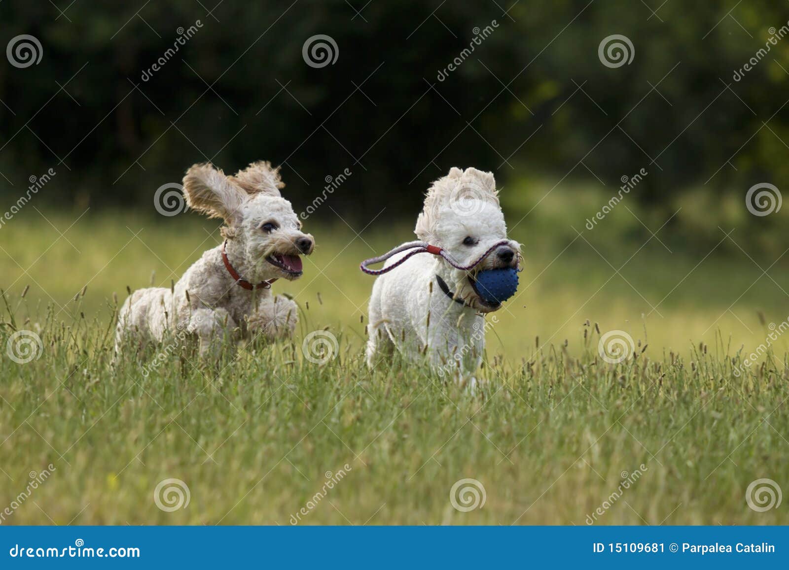 Poodles playing stock image. Image of curly, funny, creature - 15109681