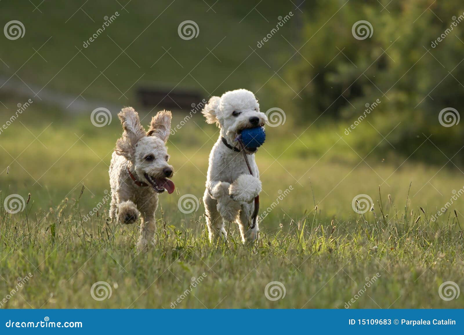 Poodles playing stock image. Image of sitting, playing - 15109683