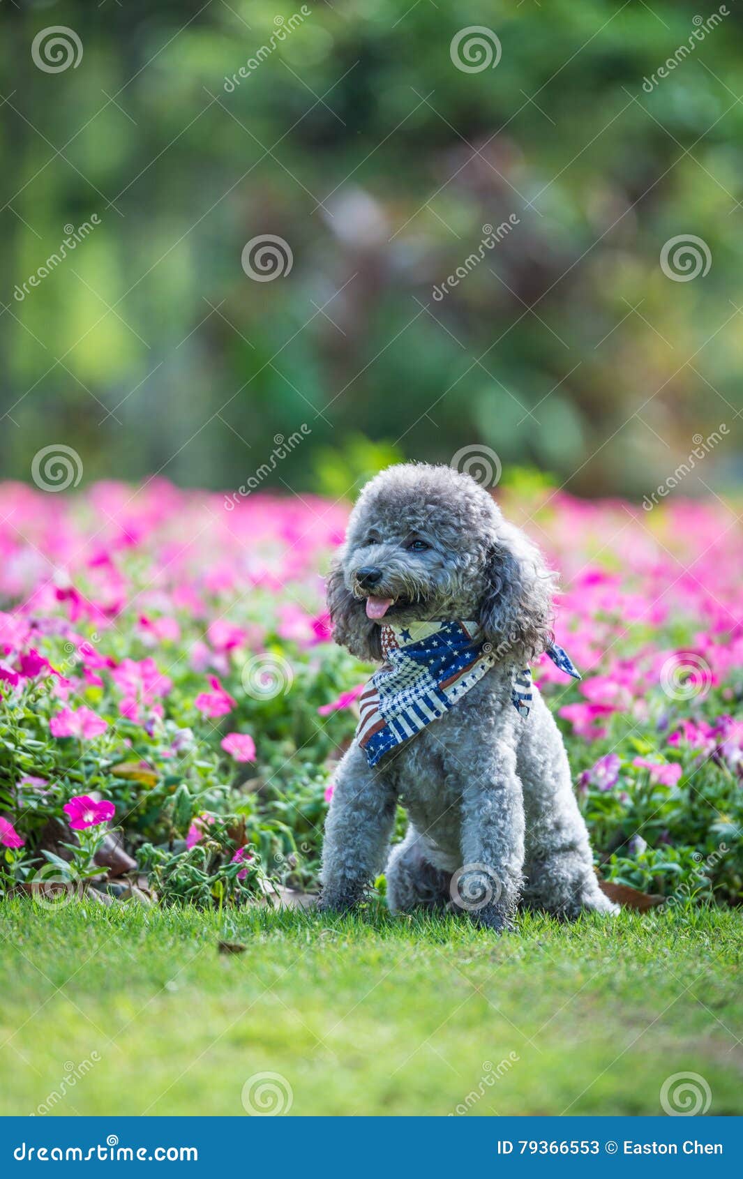 Poodles Playing in the Grass Stock Image - Image of poodles ...