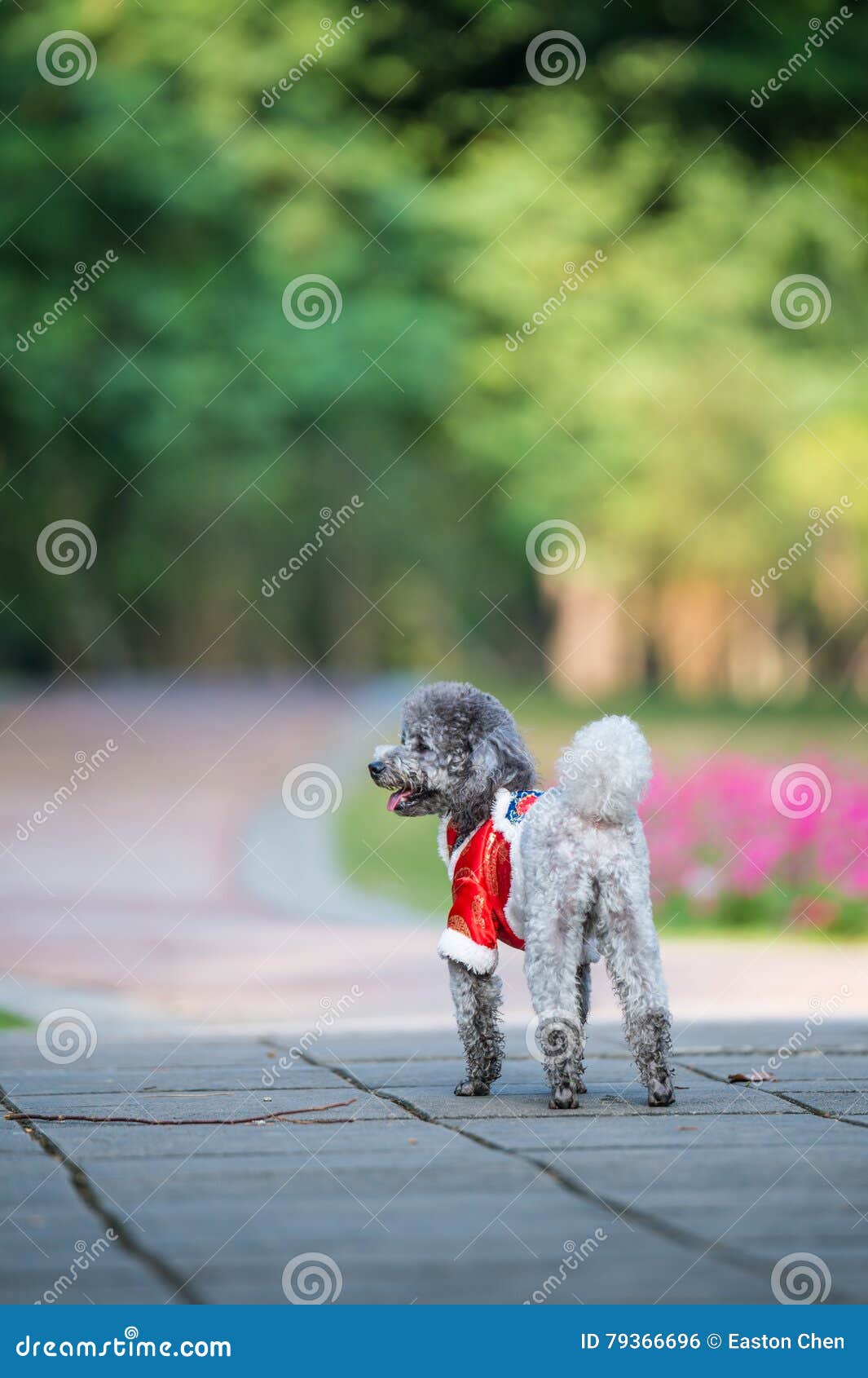 Poodles Playing in the Grass Stock Photo - Image of outdoor, animal ...