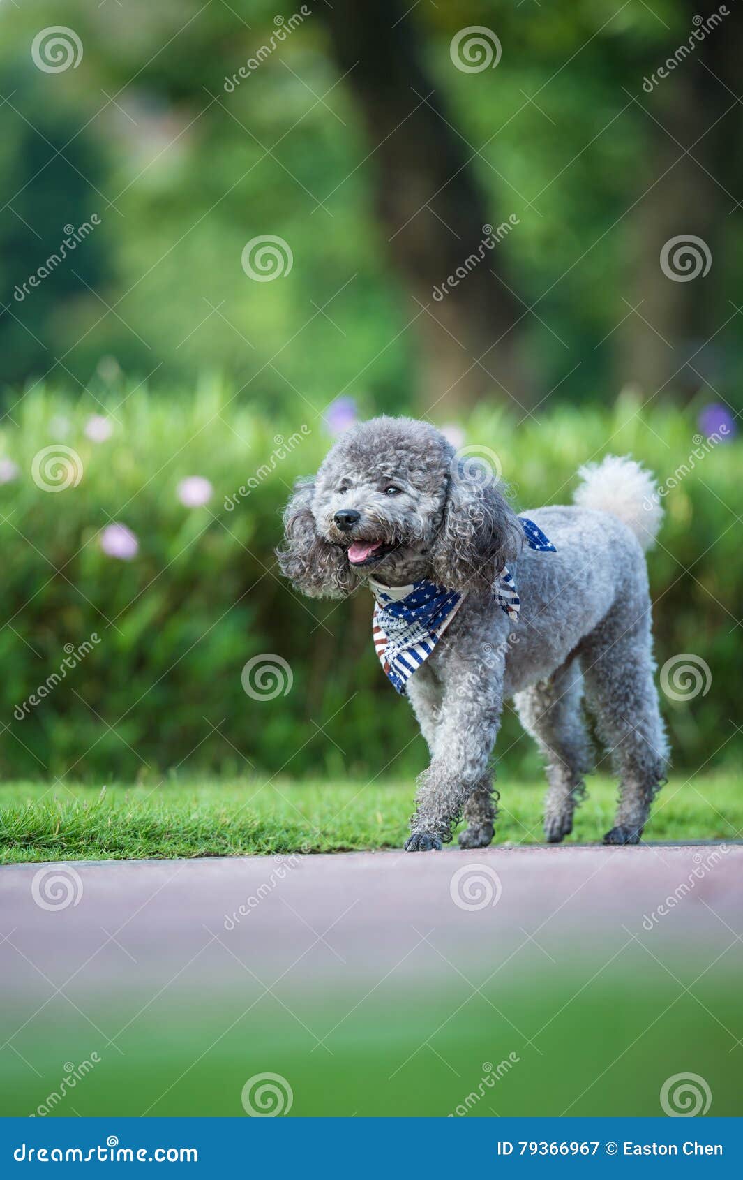 Poodles Playing in the Grass Stock Image - Image of small, play: 79366967