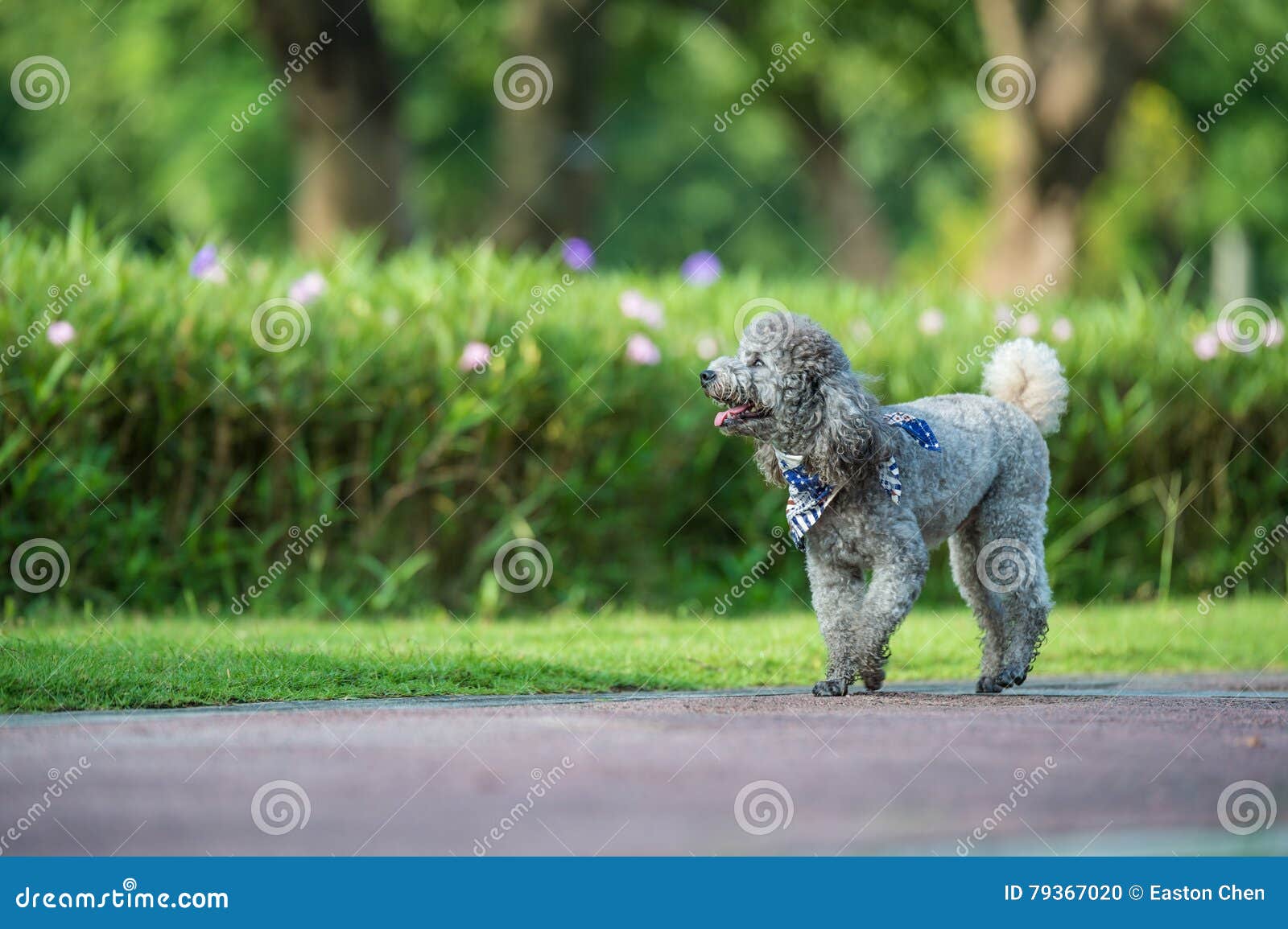 Poodles Playing in the Grass Stock Photo - Image of grass, shooting ...