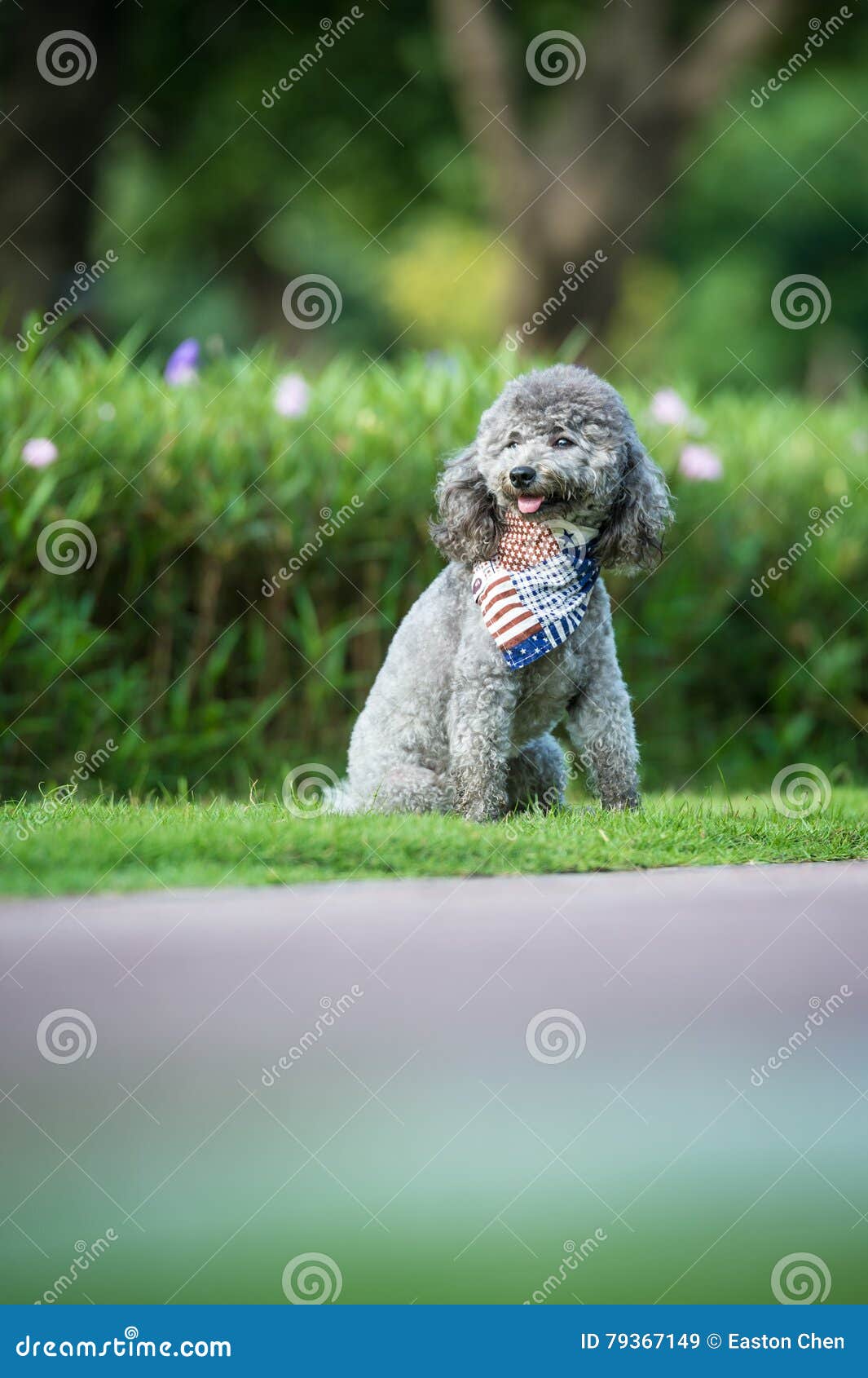 Poodles Playing in the Grass Stock Image - Image of nature, playing ...