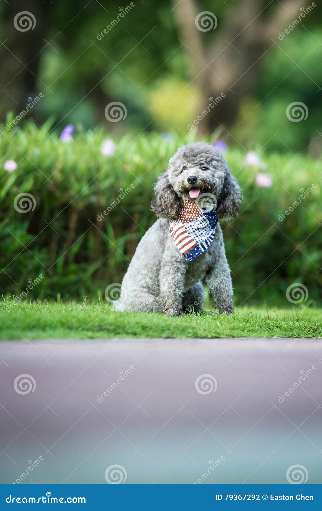 Poodles Playing in the Grass Stock Photo - Image of grass, grassoutdoor ...